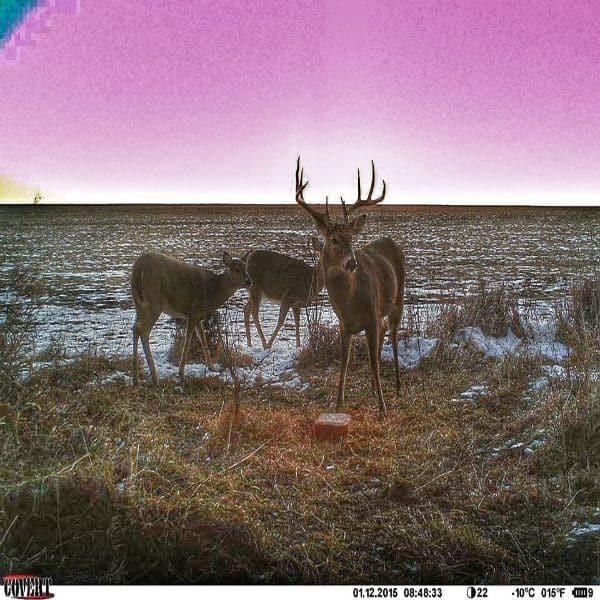 Antler King ® Apple Burst Mineral Block endorsed by WHITETAIL FREAKS ...