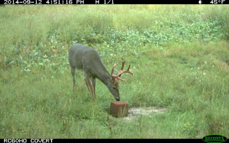 Feeding Program - Antler King