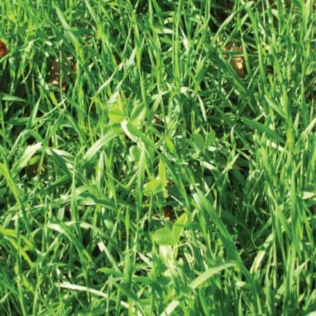 Fall/Winter/Spring Food Plot Blend - Antler King